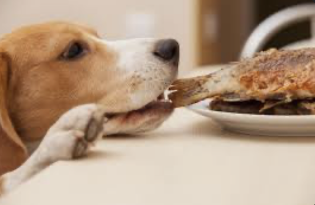 How to Feed Appropriate Table Scraps & What To Avoid - The Happy Family ...